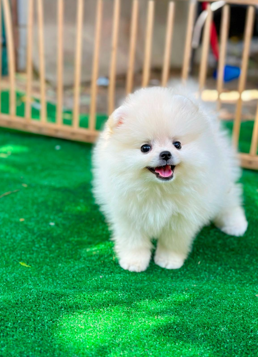 Satılık Toy Poodle Yavruları Pomeranian Boo | Tedy Poodle