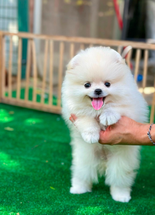 Satılık Toy Poodle Yavruları Pomeranian Boo | Tedy Poodle