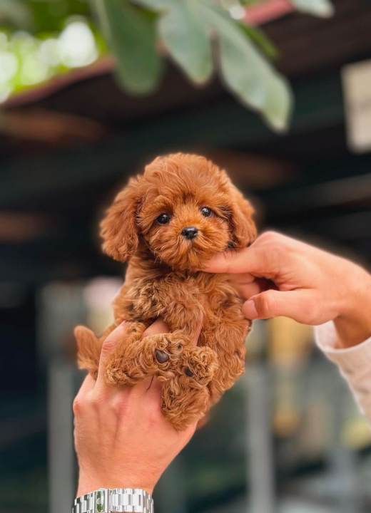 Satılık Toy Poodle Yavruları Pomeranian Boo | Tedy Poodle